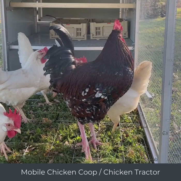 Mobile Chicken Coop / Chicken Tractor